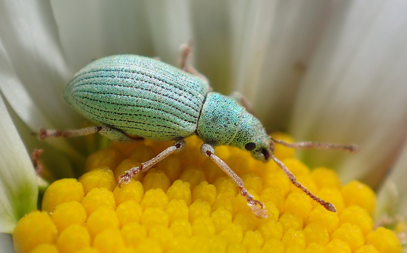 Réf. 323861 — INSECTA > Coleoptera > Curculionidae > Phyllobius sp. - www.galerie-insecte.org